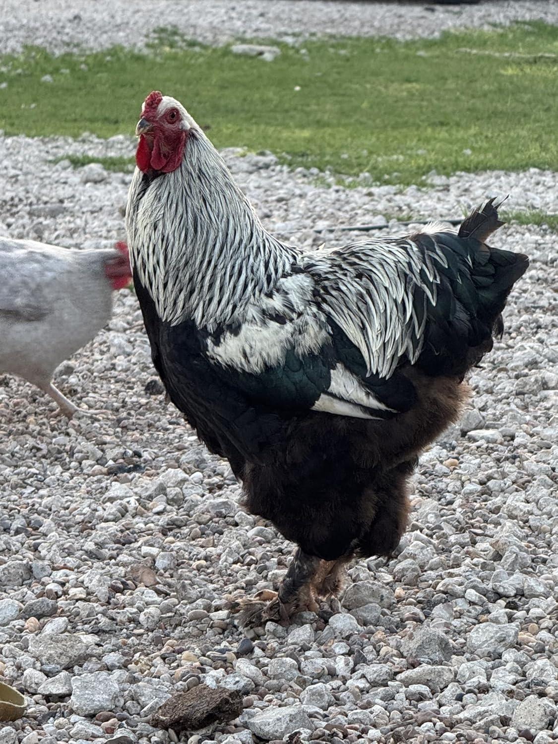 Best Rare Breed Eggs – 24 Chicken Egg (Musa Meadows) Review – Shopping ...