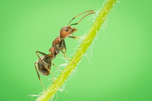 Best Hand Blender – Cuisinart Smart Stick MBL Review – strivedreams RST