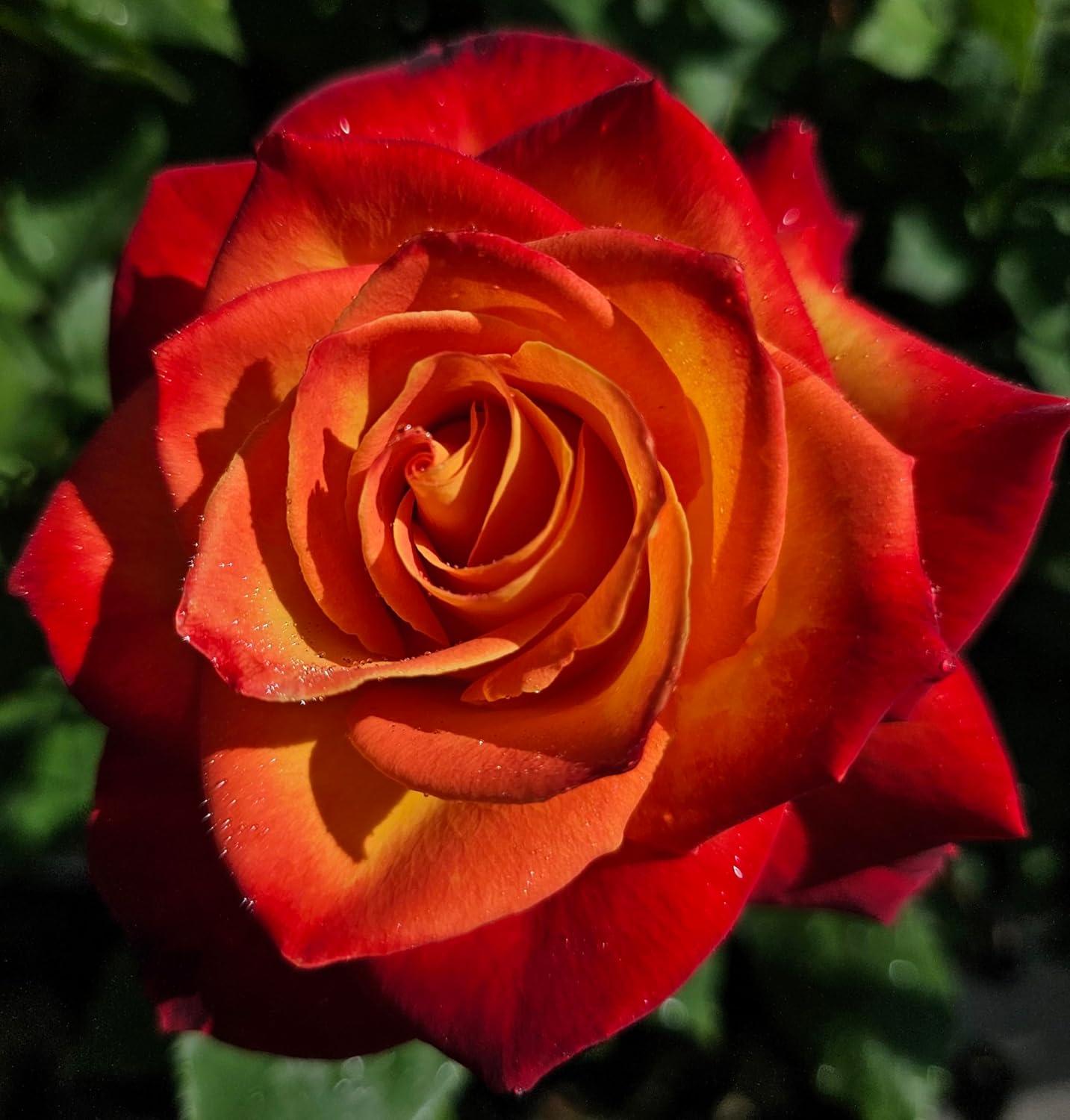Showdown: Perfected Roses (Perennial Plants) vs. Ready-to-Plant ...