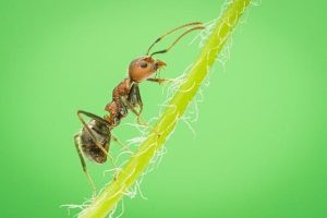 Best Hand Blender - Cuisinart Smart Stick 2-Speed Review